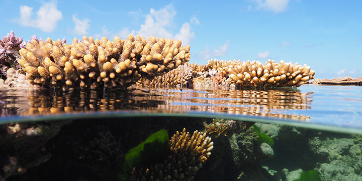 8-Night Sydney, Rock & Reef
