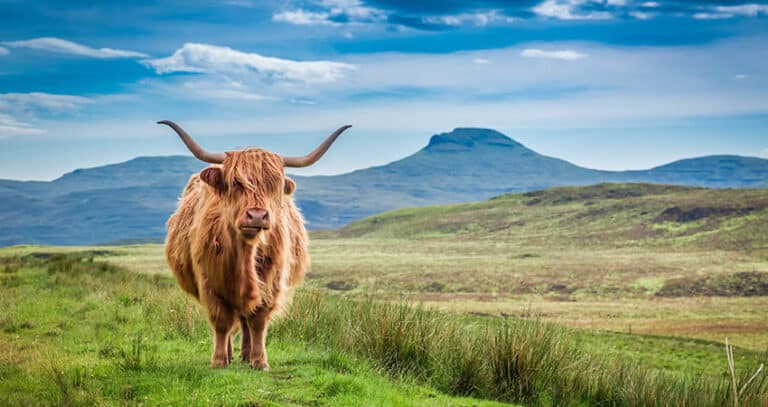 Scotland's Grazing Cows - The Highland Coos | Authentic Vacations