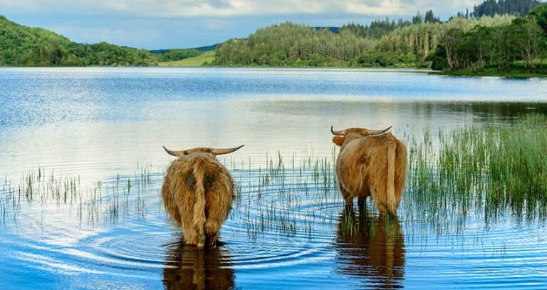 Finding Scotland's Grazing Highland Coos | Authentic Vacations