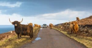 Finding Scotland's Grazing Highland Coos | Authentic Vacations